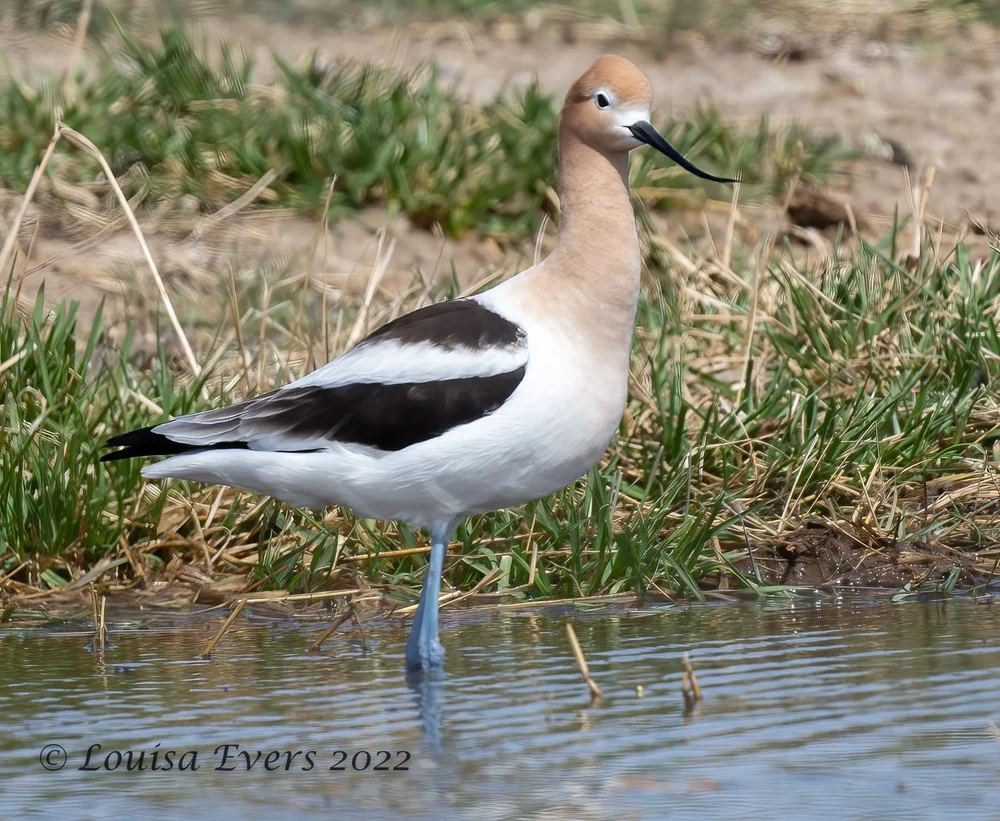 Field Trip to Lake Walcott/Minidoka National Wildlife Refuge — Golden ...