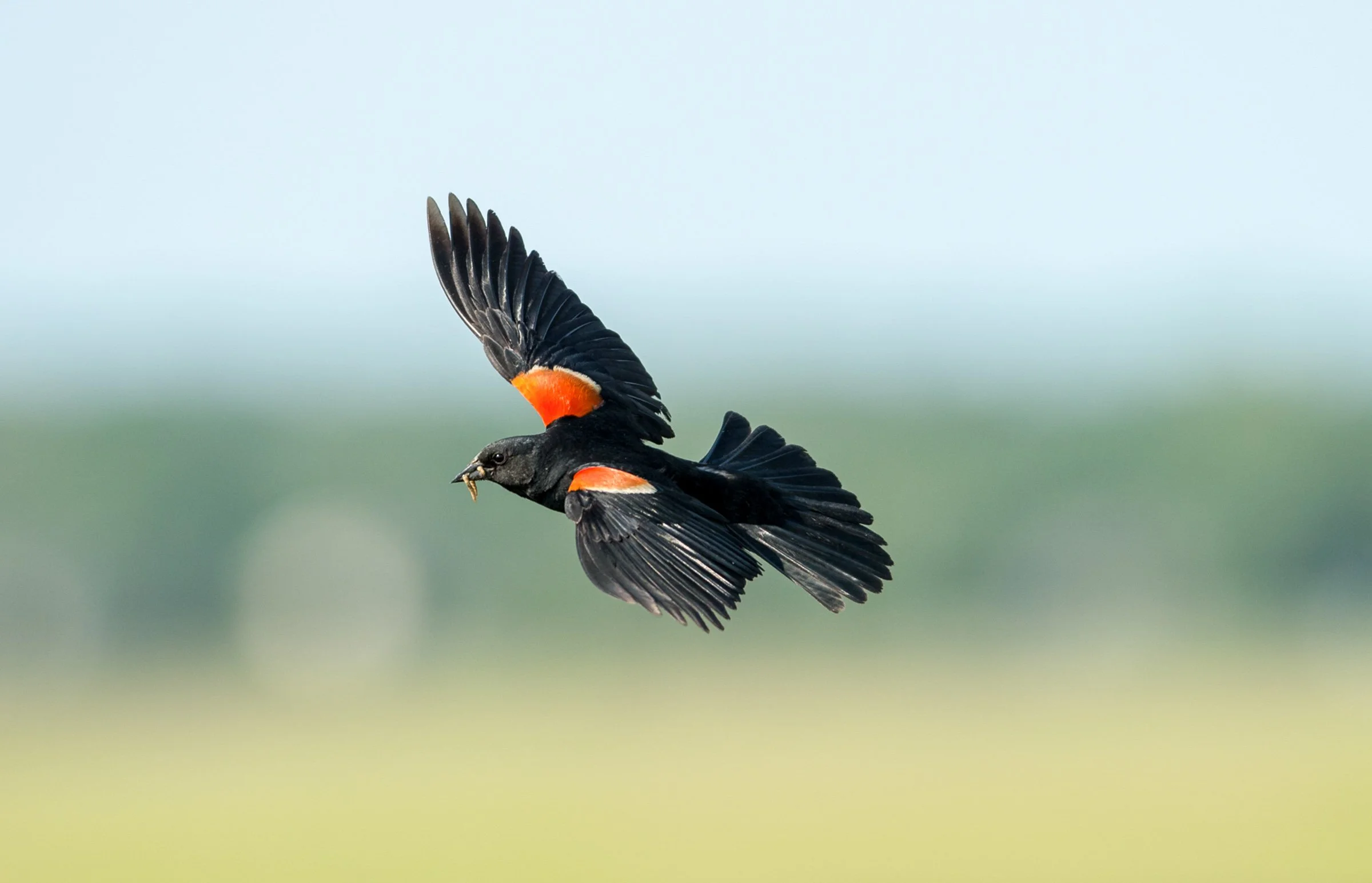 Golden Eagle Audubon