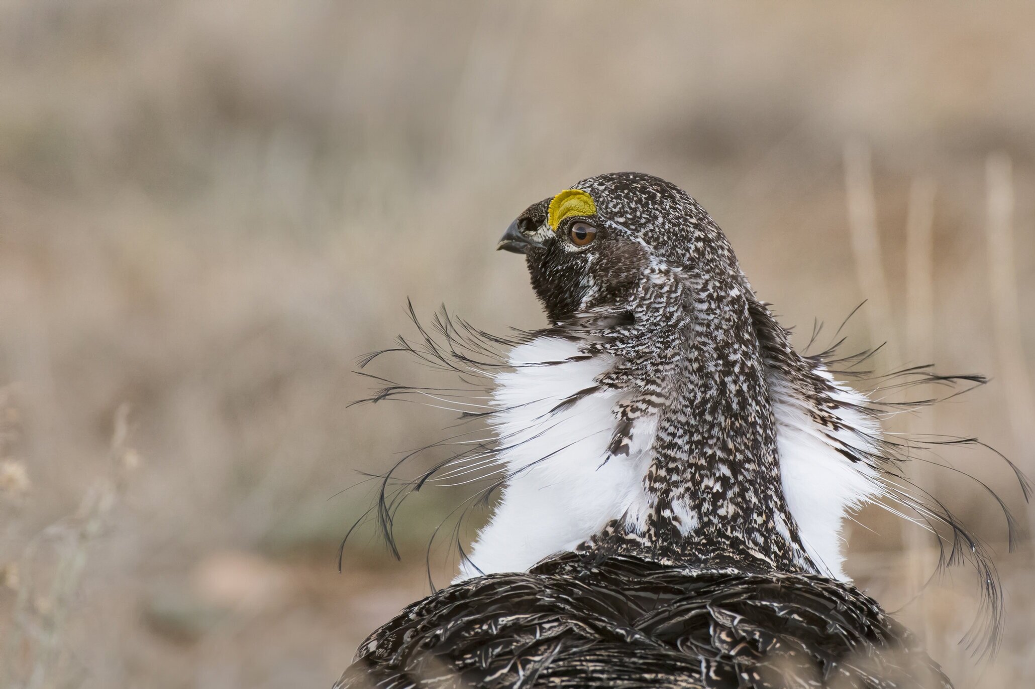 Field Trips — Golden Eagle Audubon