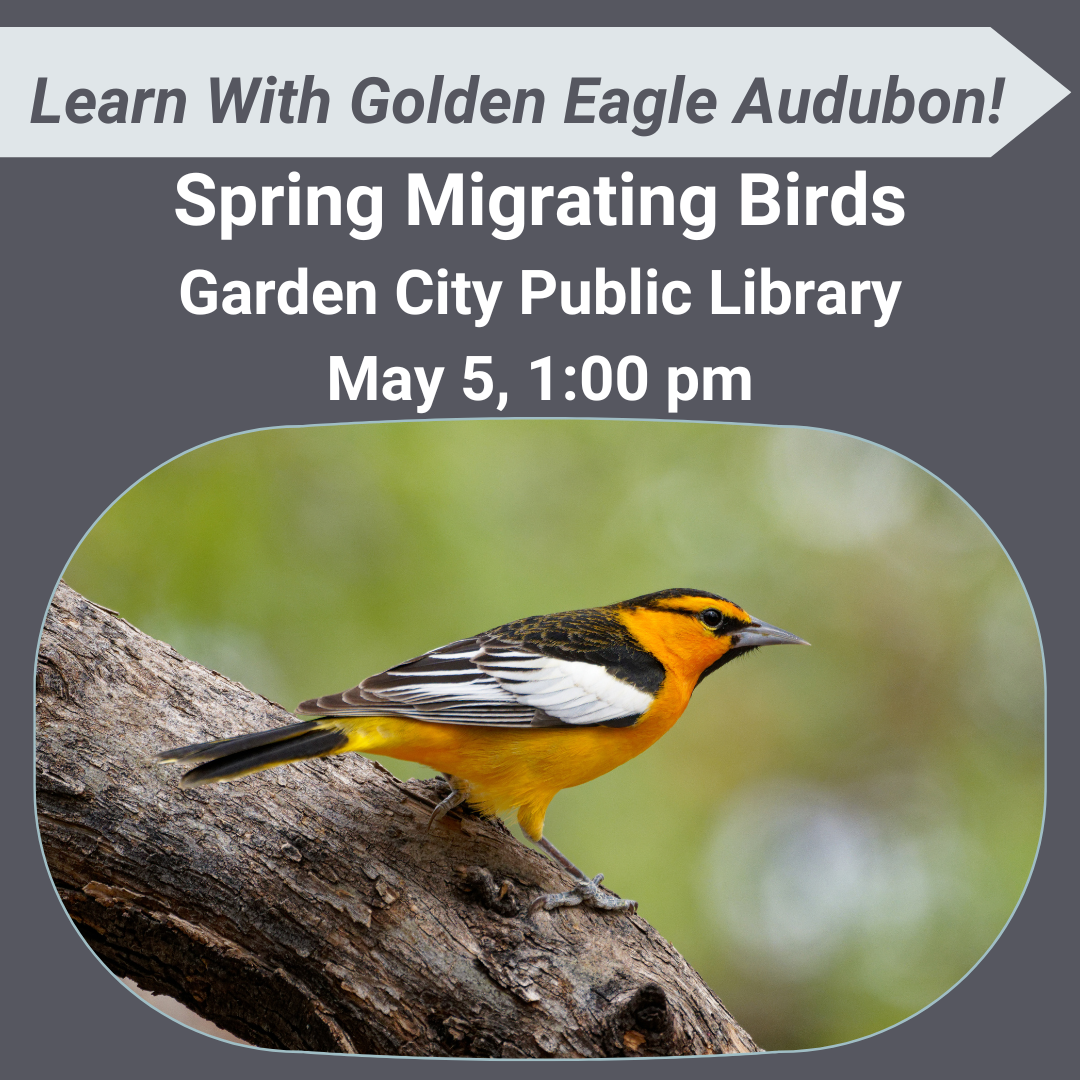 Spring Migrating Birds Class — Golden Eagle Audubon