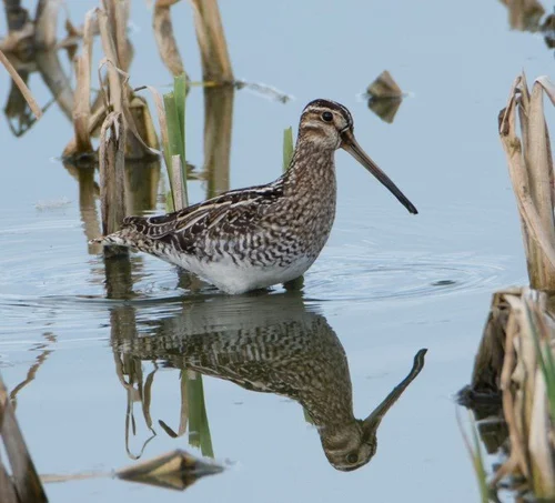 Shorebird Identification Zoom Class — Golden Eagle Audubon
