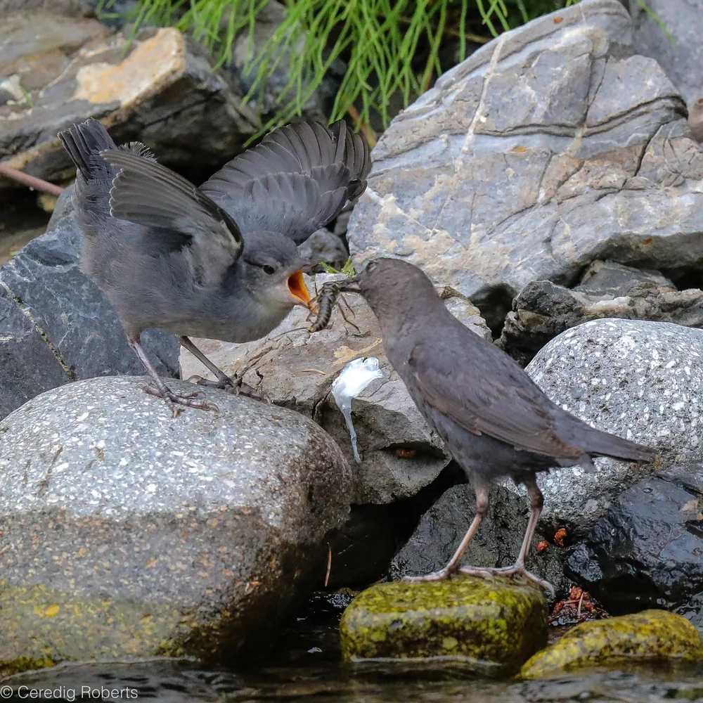 The Wondrous Water Ouzel — Golden Eagle Audubon