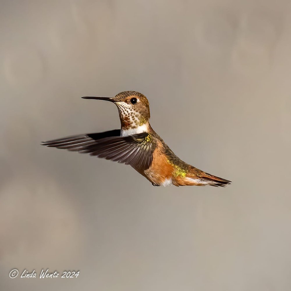 Hummingbirds of the Treasure Valley — Golden Eagle Audubon