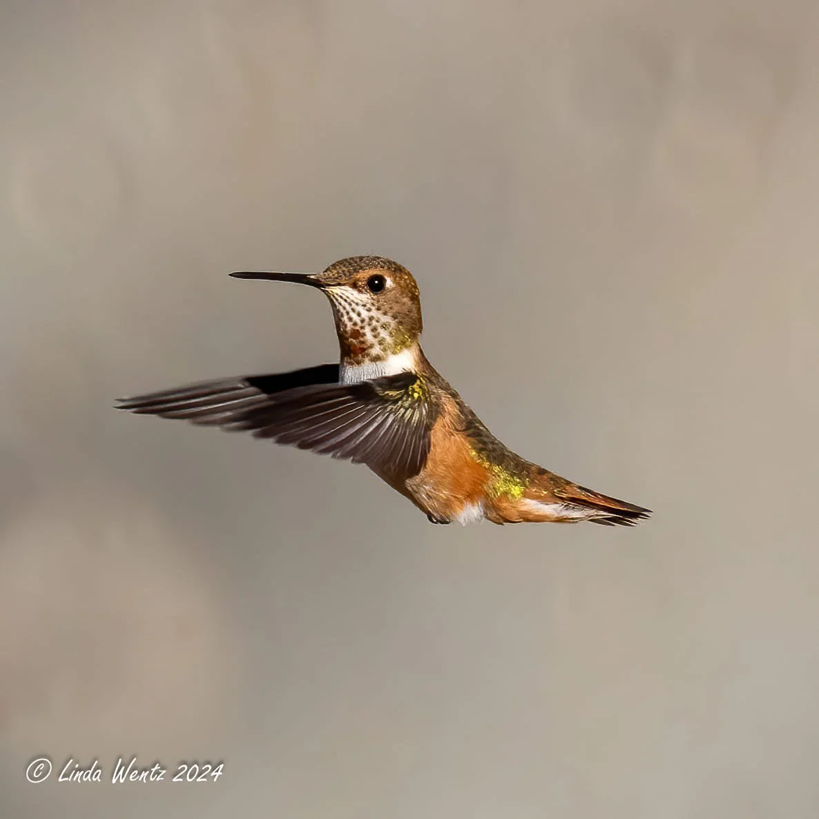 Birding at Intermountain Observatory's Lucky Peak Banding Station ...