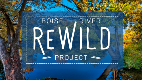 Boise River Rewild Project Golden Eagle Audubon