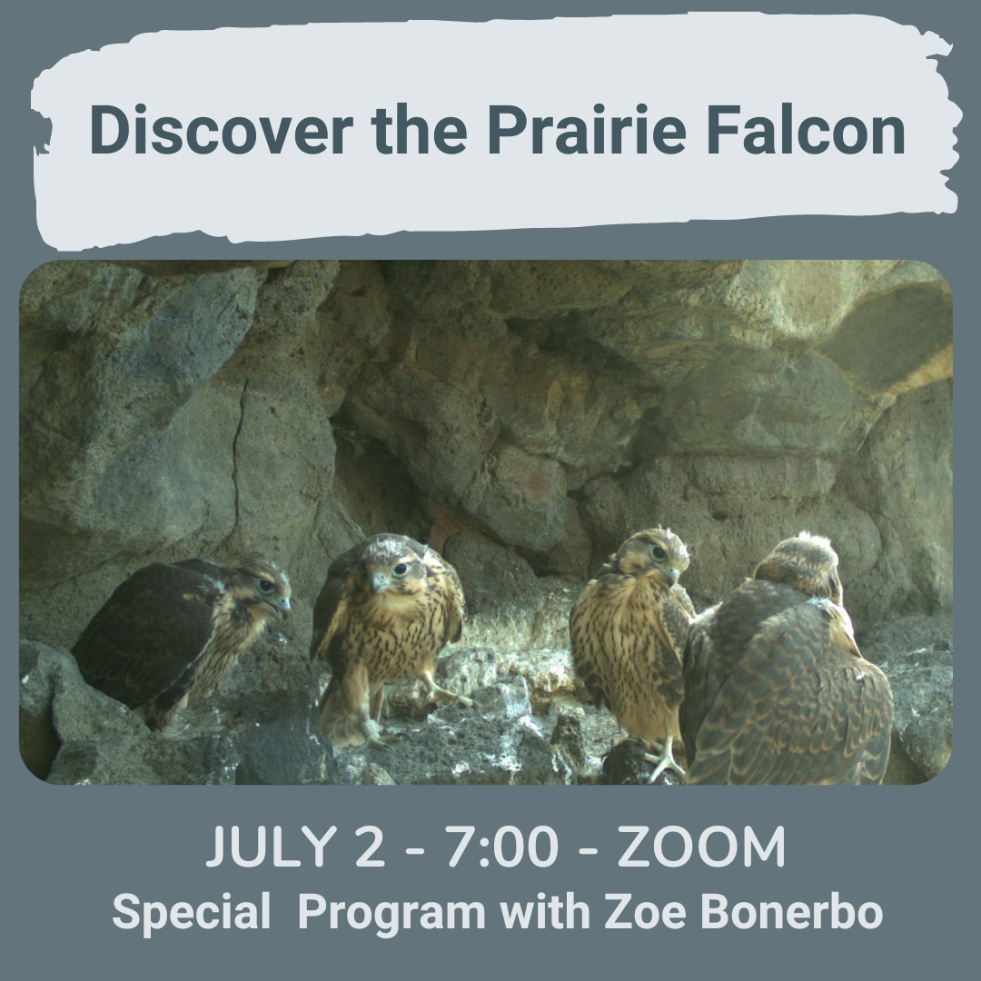 Discover the Prairie Falcon — Golden Eagle Audubon