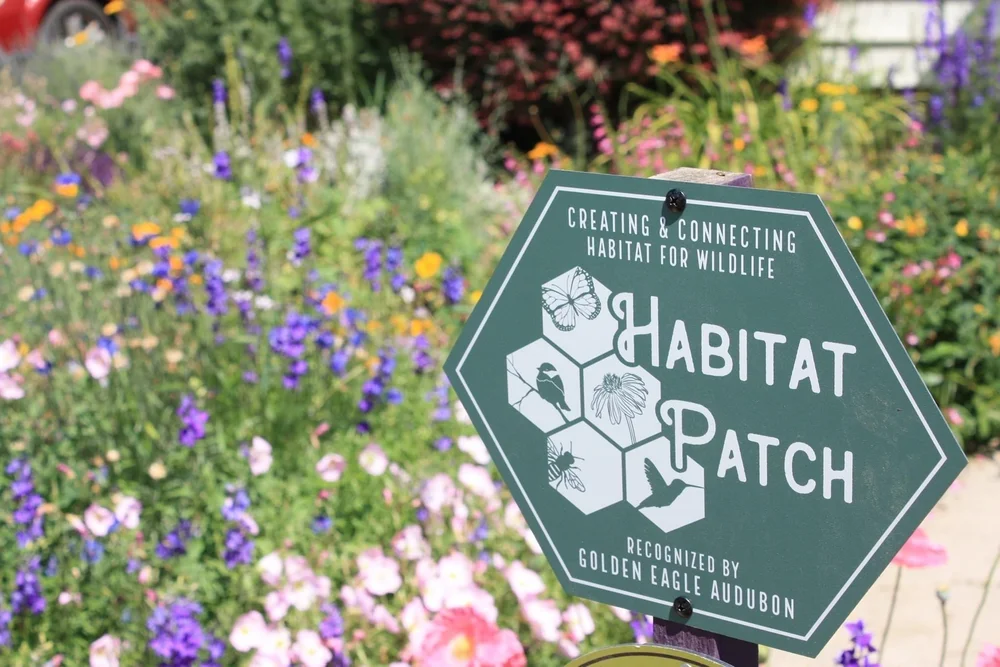 Monthly Program: Habitat Patch Program Info Session — Golden Eagle Audubon