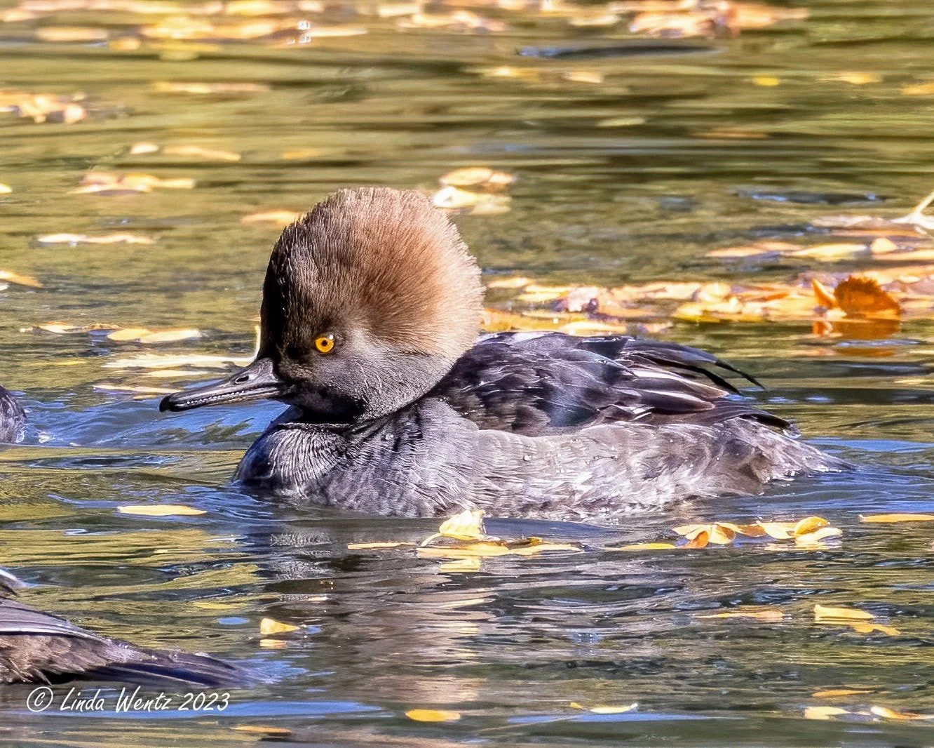 Winter Bird Stroll at Pamela Baker Park — Golden Eagle Audubon