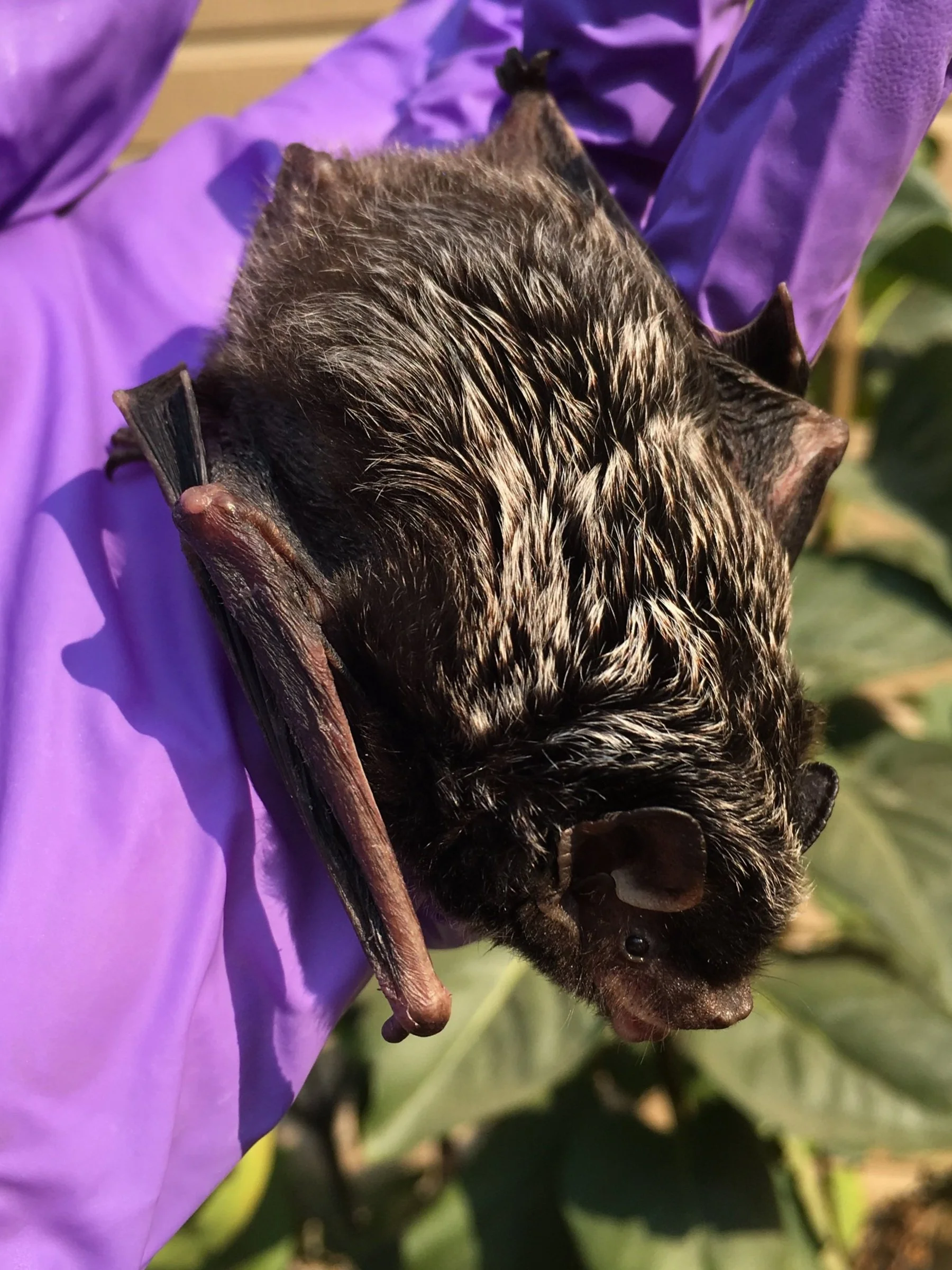 Bat Mythbusting — Golden Eagle Audubon