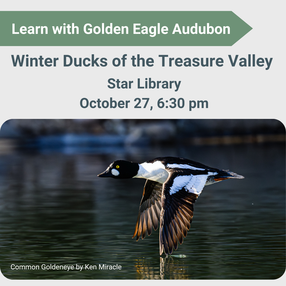 Winter Ducks of the Treasure Valley — Golden Eagle Audubon