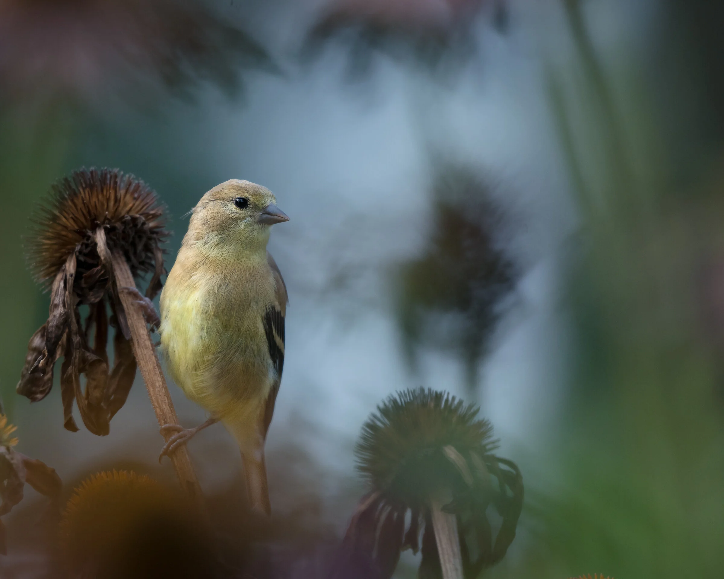 Confirmation Page — Golden Eagle Audubon