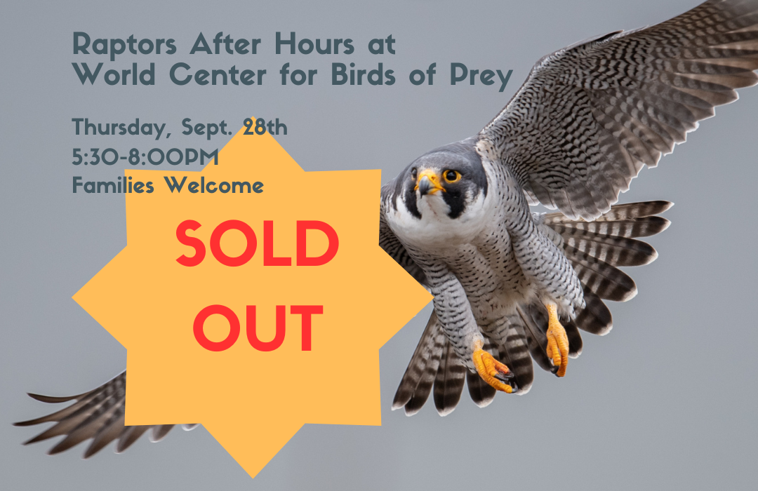 Flying High: Raptors After Hours fundraiser — Golden Eagle Audubon