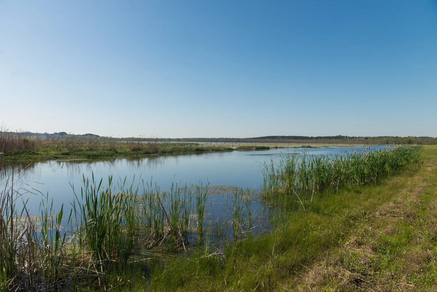 Wetland and Habitat Mitigation — Texas Land Conservancy