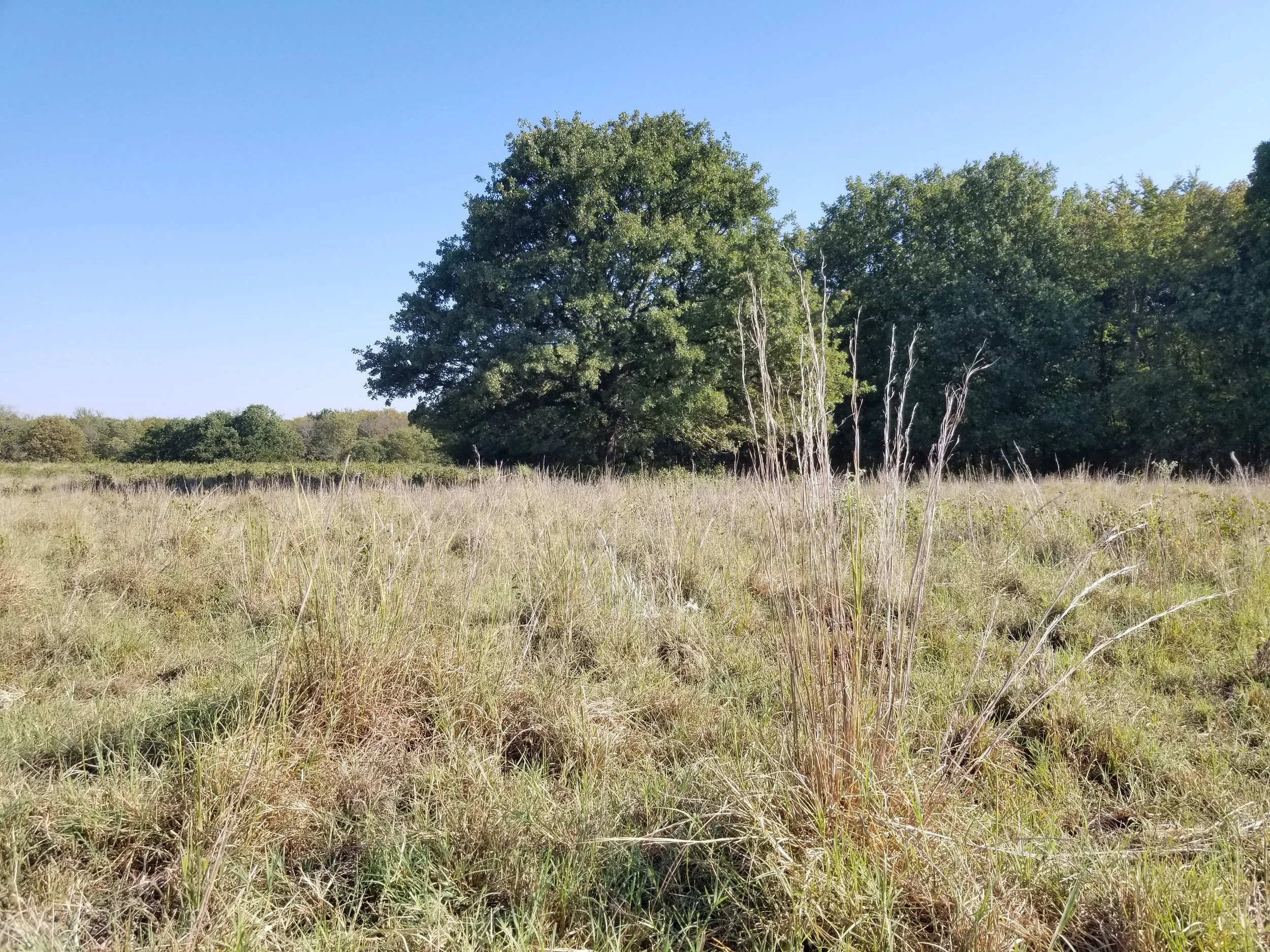 411 Acres of North Texas Rangeland and Wildlife Habitat Protected ...