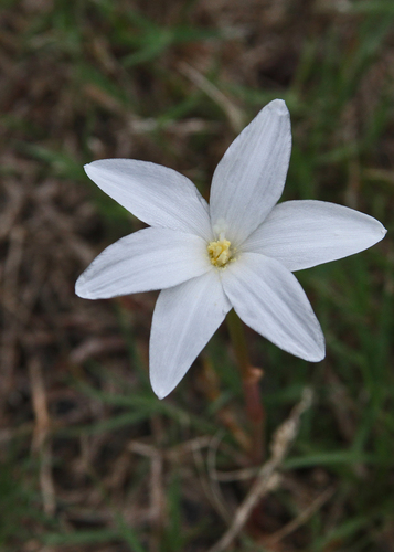A Spotlight on the New “Only in Texas” Featured Plants — Texas Land ...