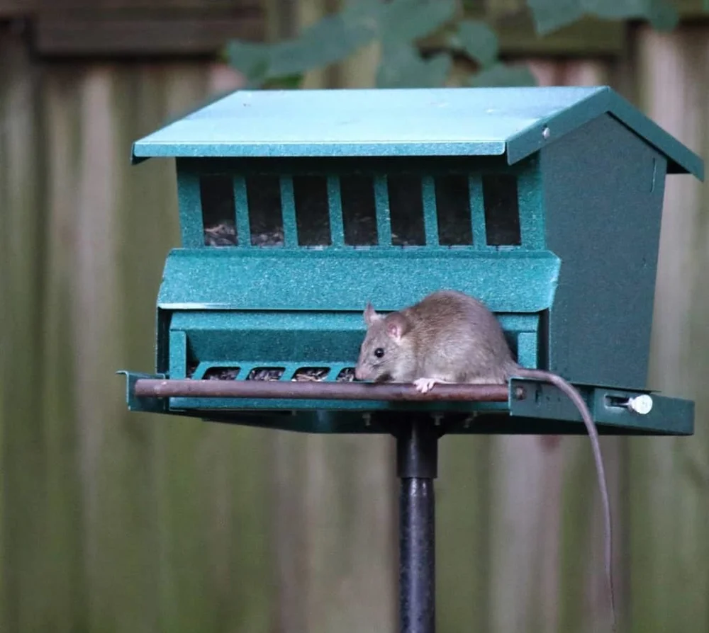 Creepy Critters, Spooky Species, and Other Misunderstood Texas Wildlife ...