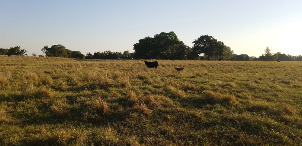 411 Acres of North Texas Rangeland and Wildlife Habitat Protected ...