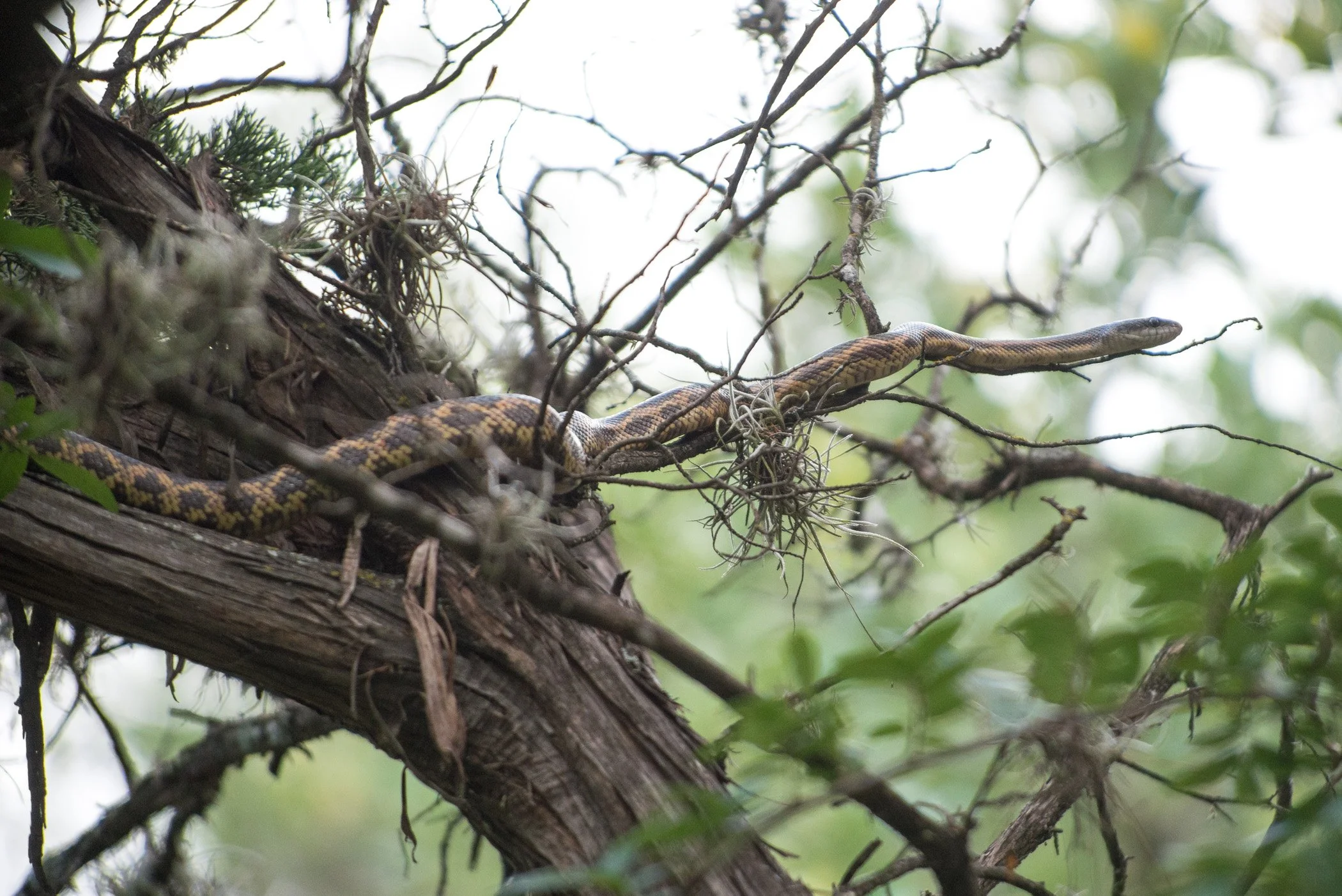 Creepy Critters, Spooky Species, and Other Misunderstood Texas Wildlife ...
