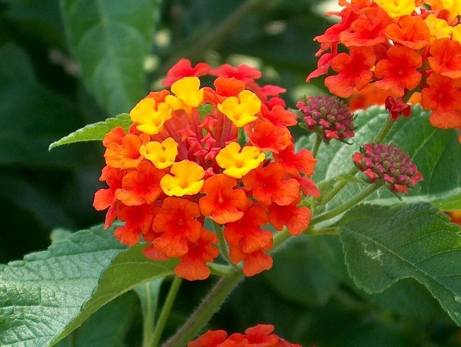 Fall Flowers are in Bloom — Texas Land Conservancy