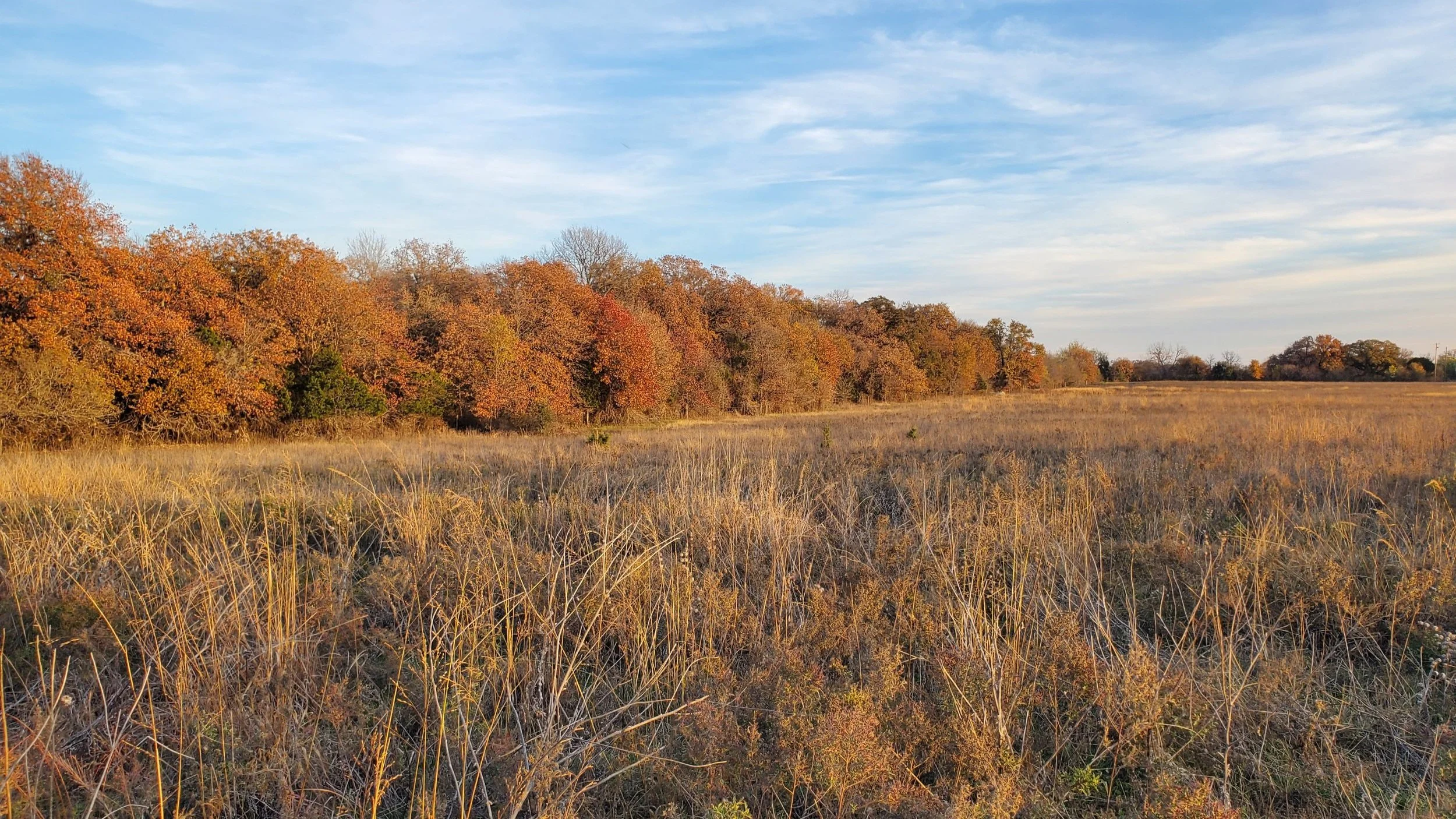 624 More Acres of Wildlife Habitat Protected Forever — Texas Land ...