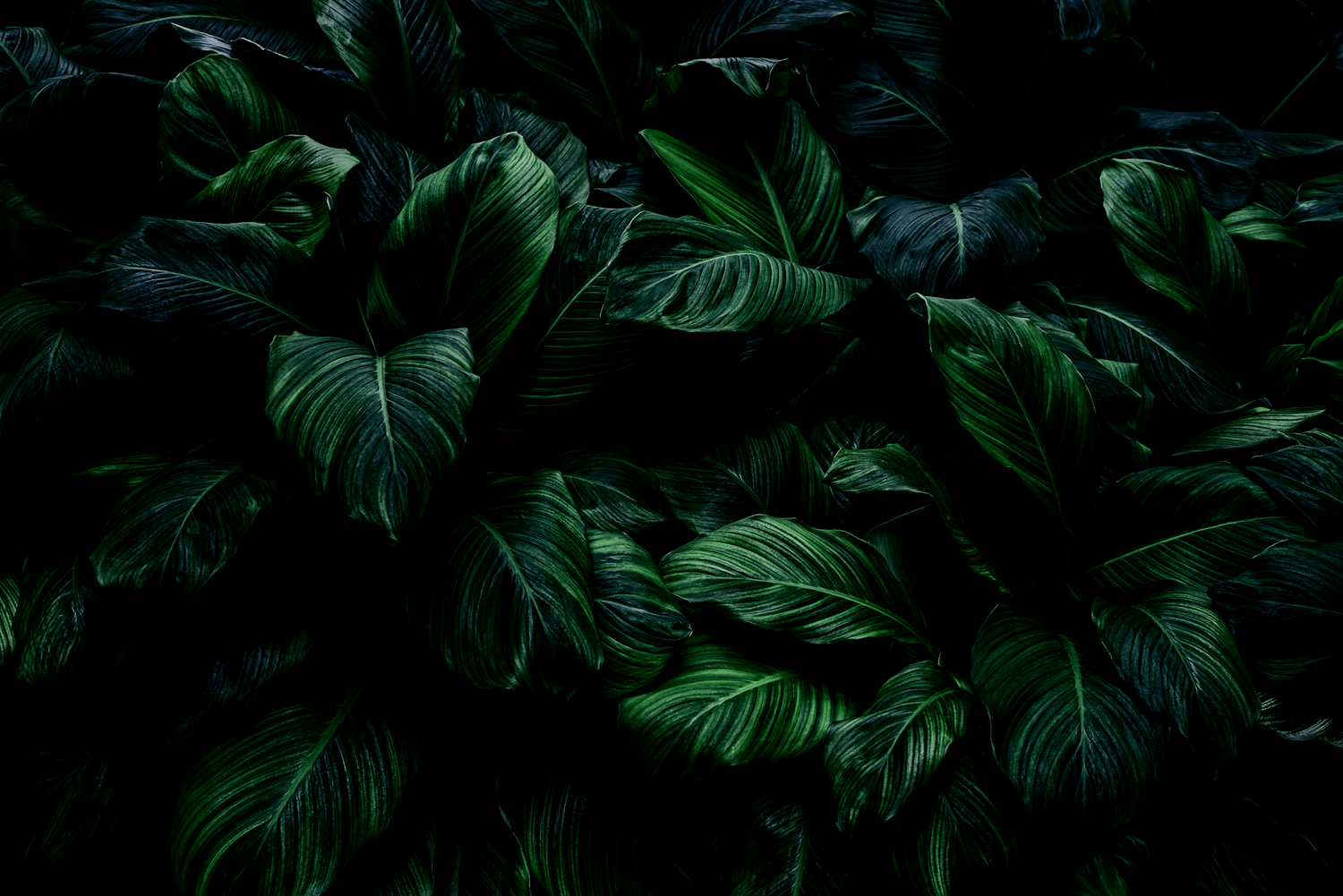 Club Brava | Puerto Rico's Premier Nightclub