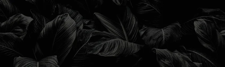 Club Brava | Puerto Rico's Premier Nightclub