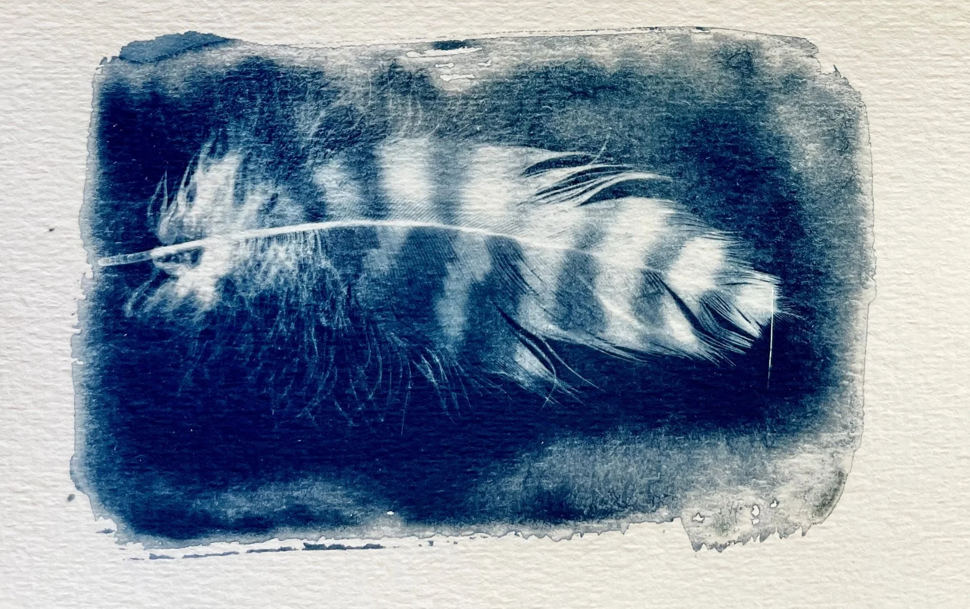 Blueprints of Nature: Explore Regional Biodiversity Through Cyanotype ...