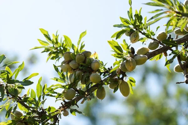 Almonds: Reimagining a California Keystone Crop — White Buffalo Land Trust