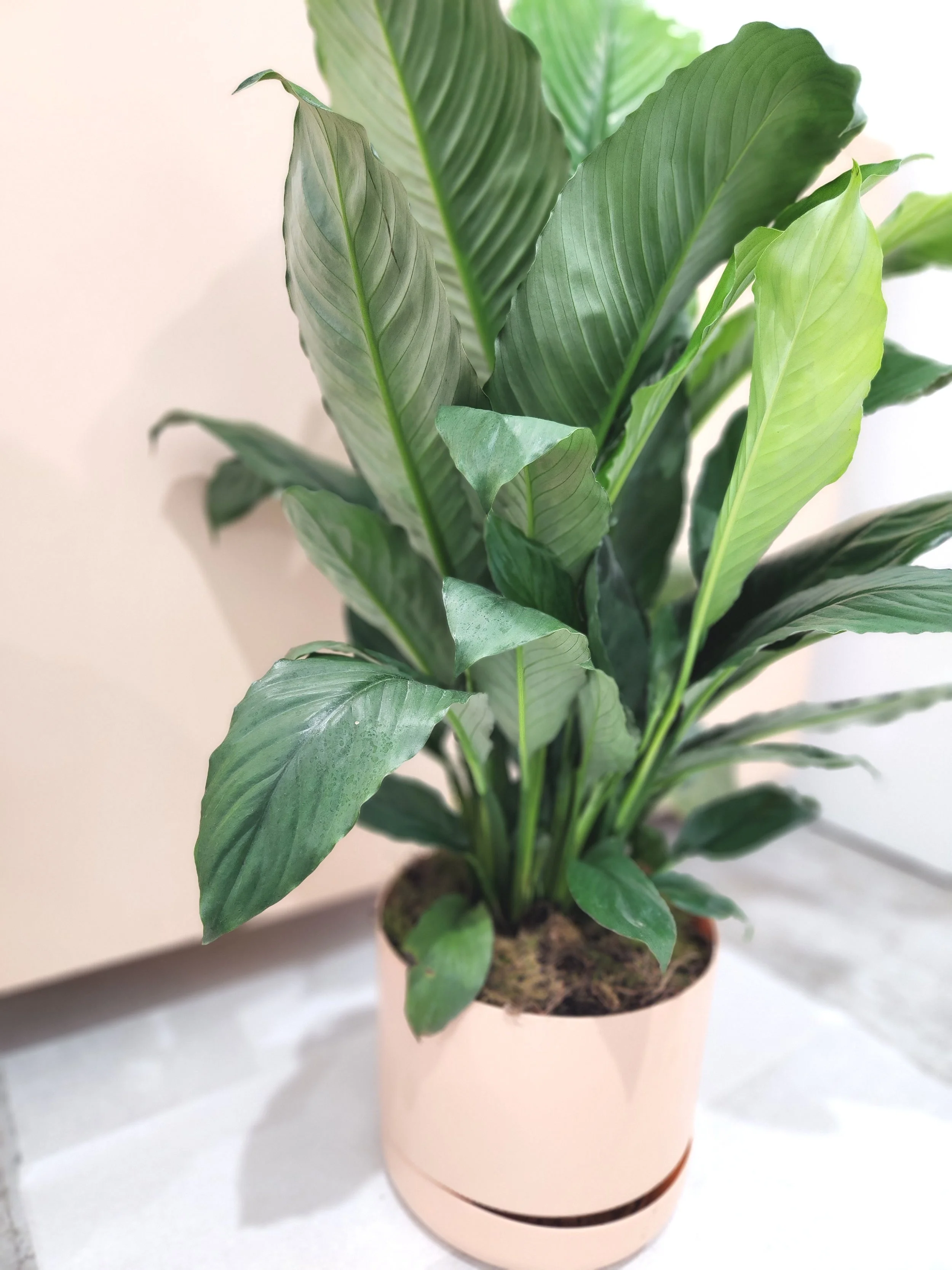 Plant Care & Self Care Gift Pack — Thistle & Fern - Albury Wodonga Florist