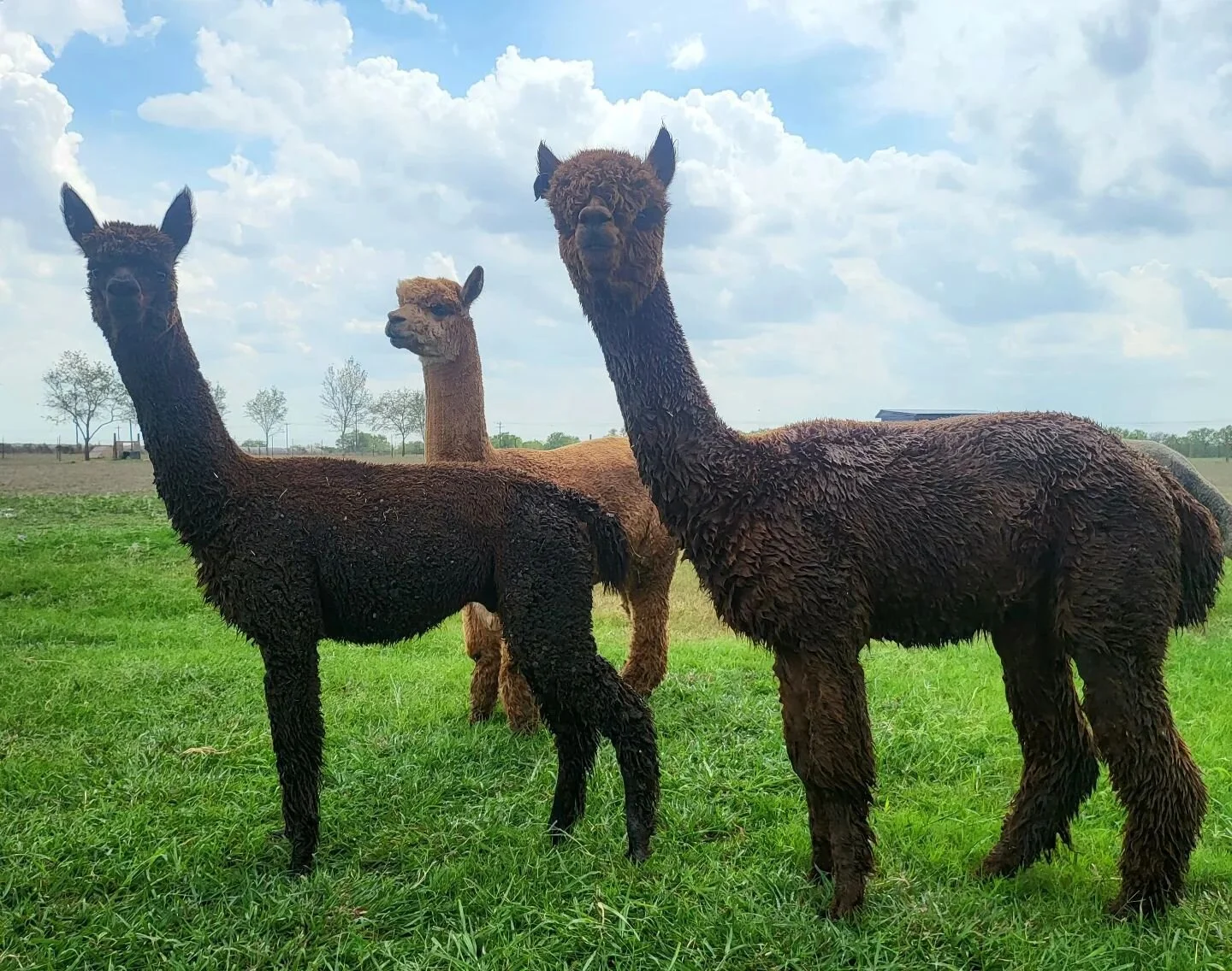 Black Barn Alpacas