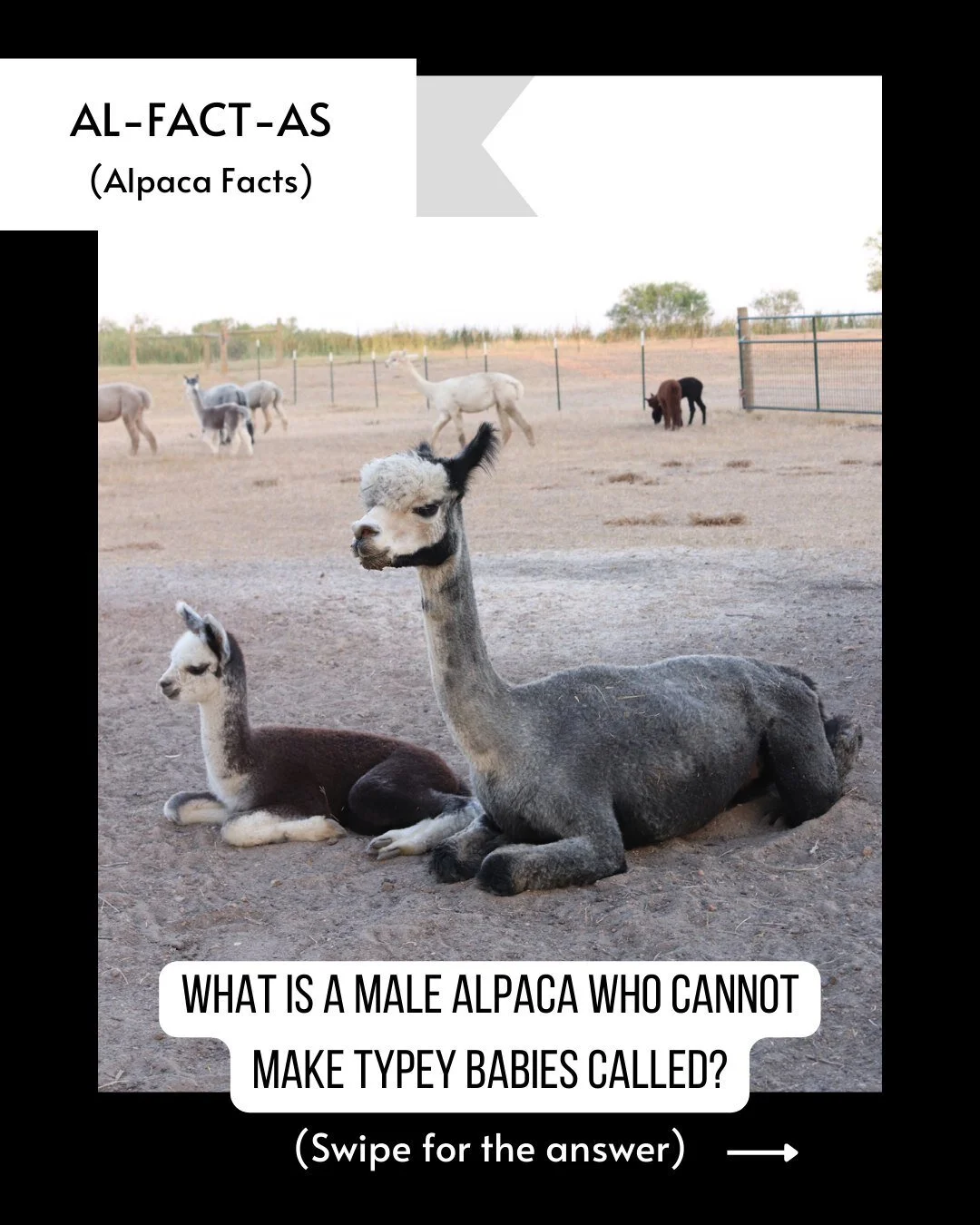 Black Barn Alpacas