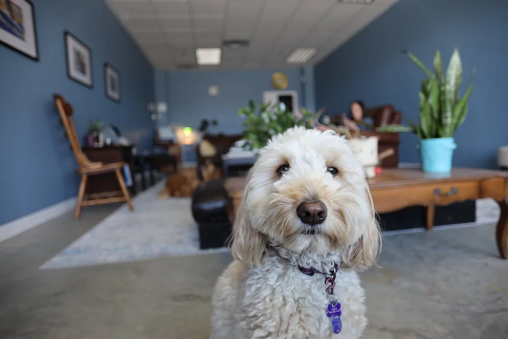 Animal Companion Counseling