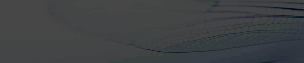 Team — Dragonfly Enviro Capital