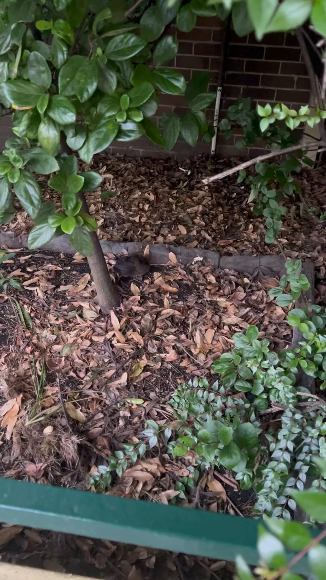 CONTACT — Laura Boon