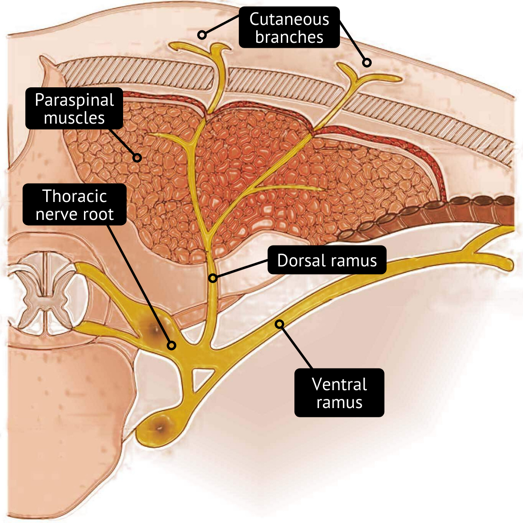 7 Notalgia Paresthetica Facts Every DC Must Own — ChiroUp