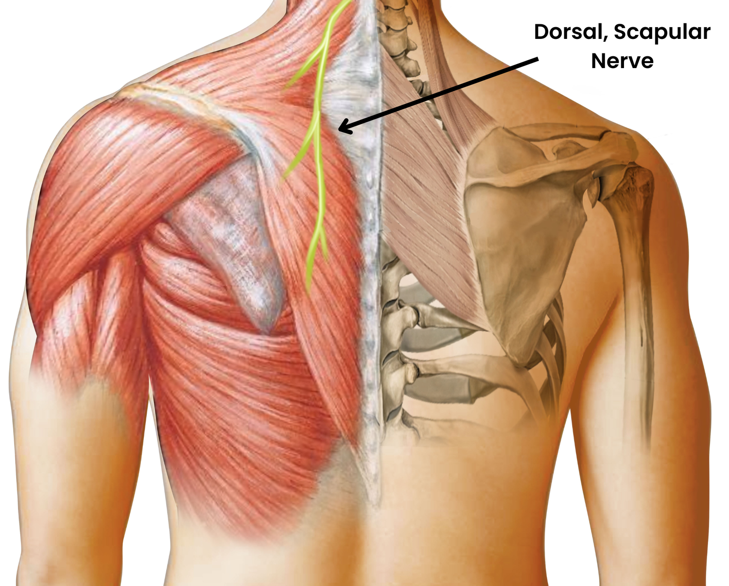 Dorsal Scapular Neuropathy is More Common Than Expected — ChiroUp