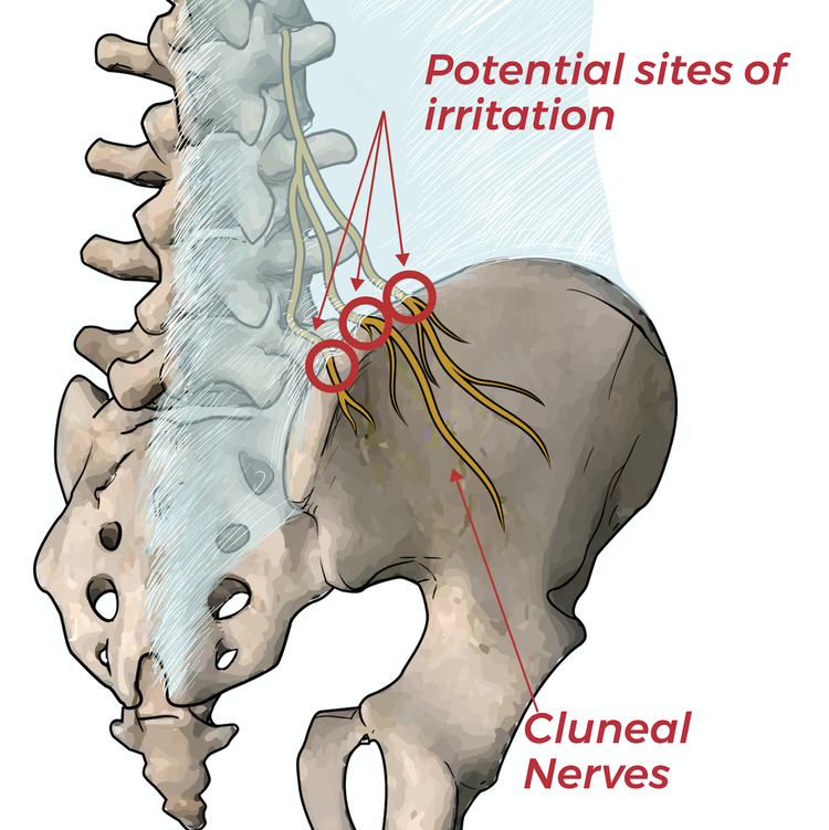 Top 7 Things Chiropractors Need to Know About Back Mice (Episacral ...