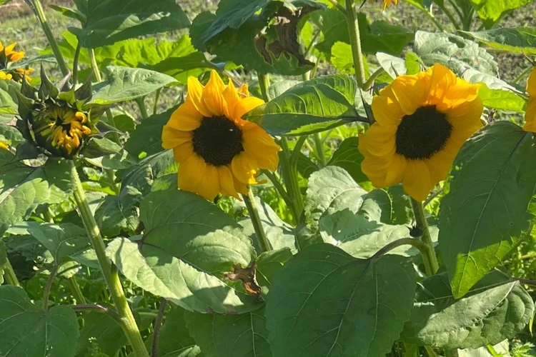 Life Farms | Organically Grown Produce & Flowers | Regenerative Agriculture