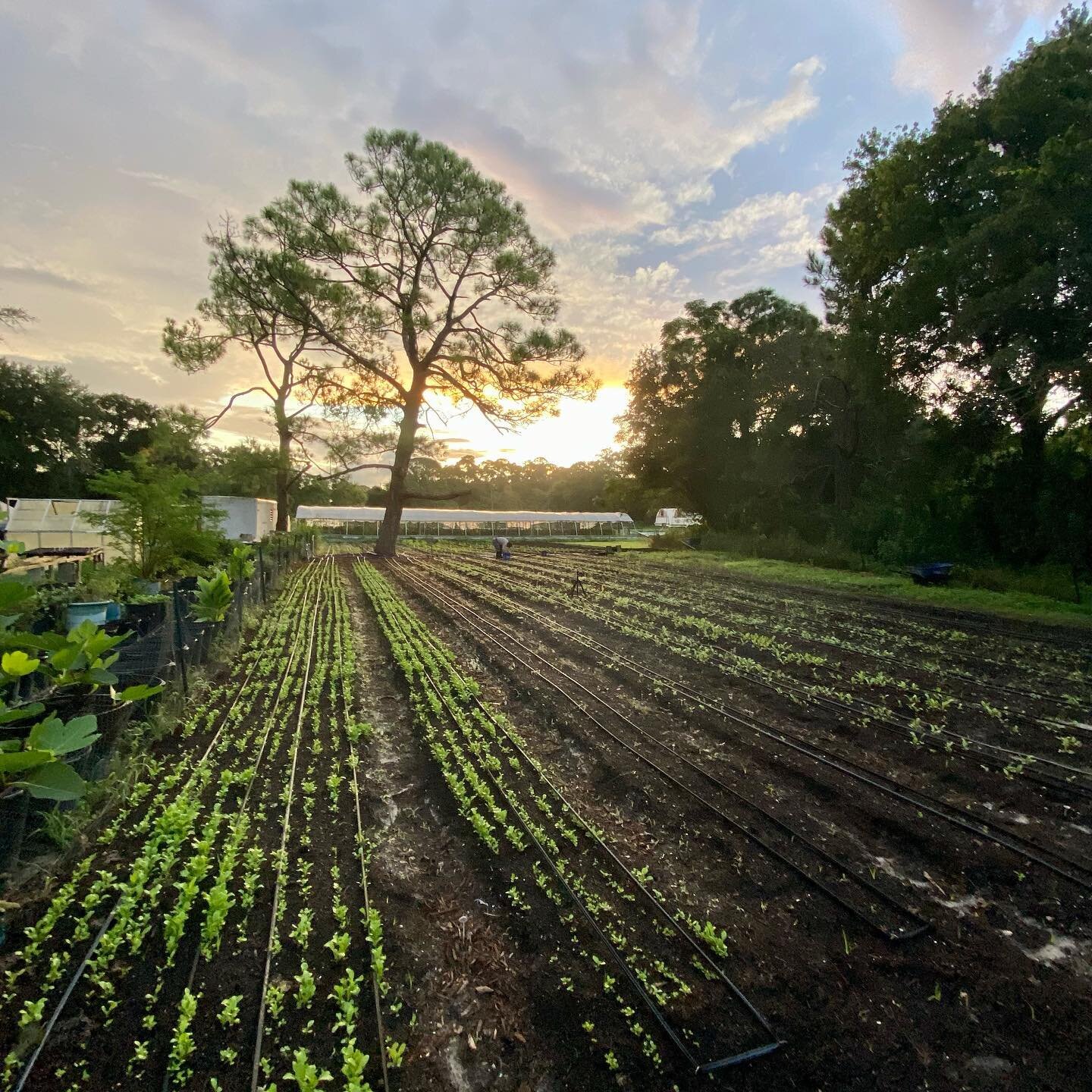 Life Farms | Organically Grown Produce & Flowers | Regenerative Agriculture