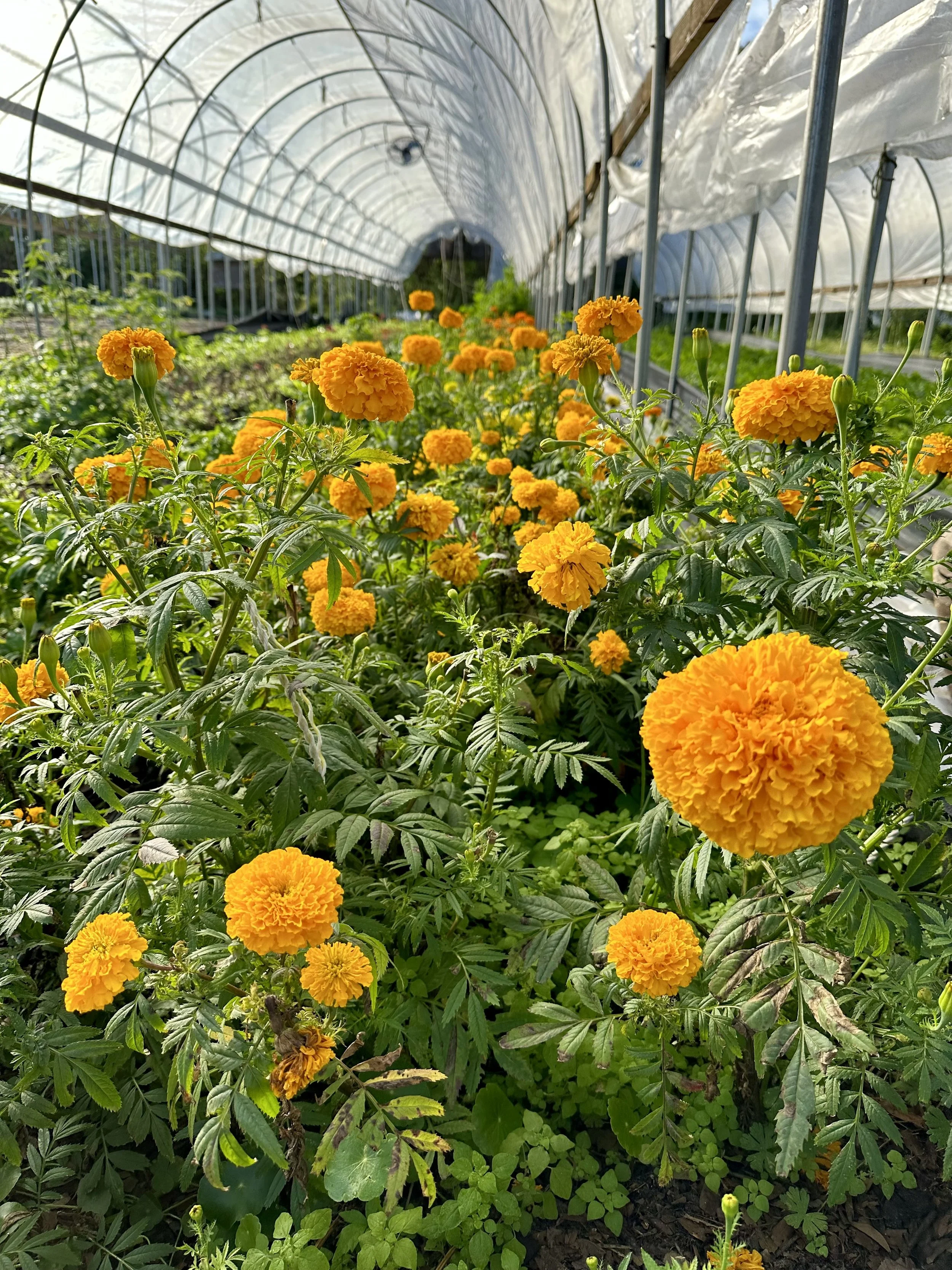 About — Life Farms