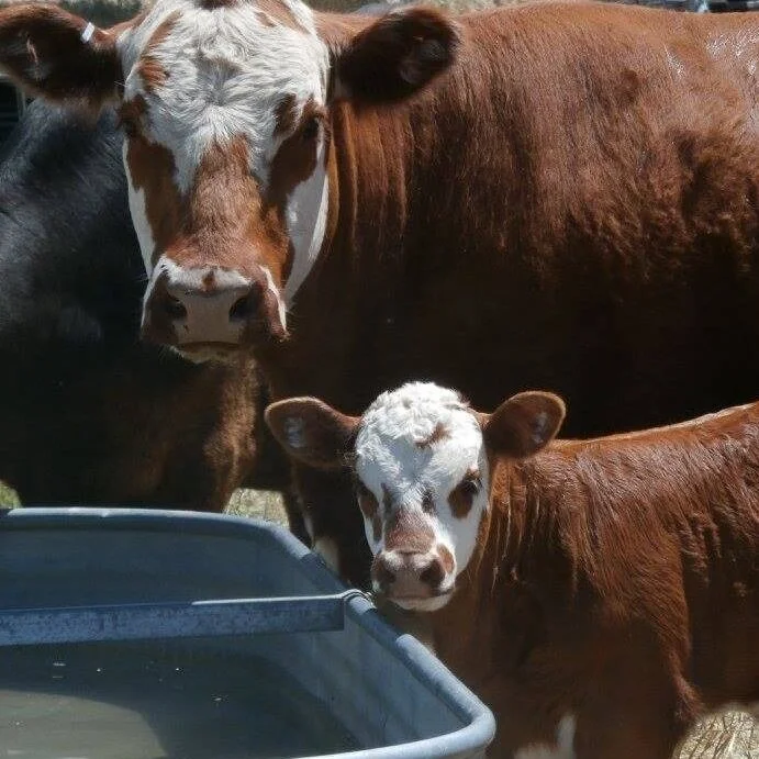 Practices — River's Edge Ranch