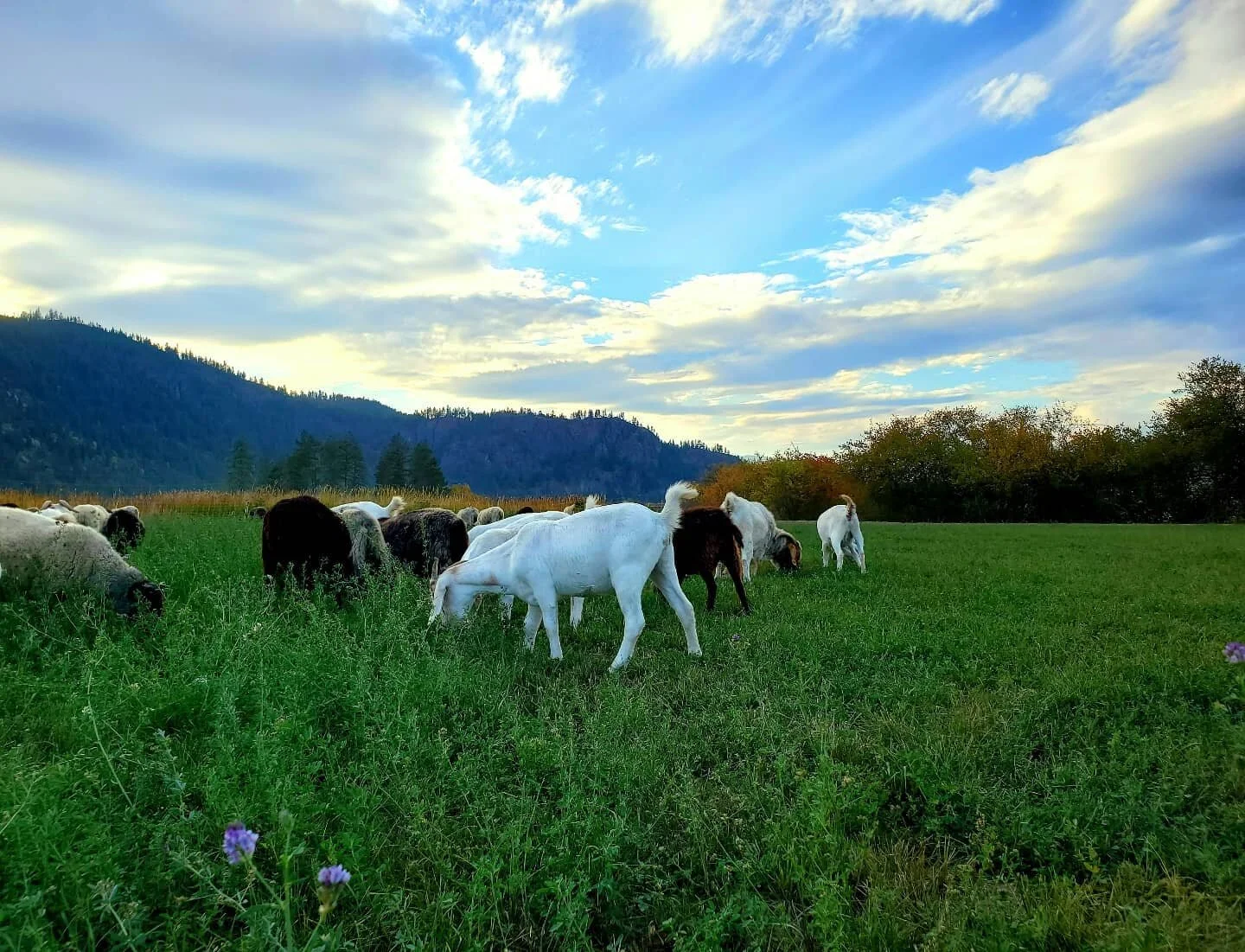 Practices — River's Edge Ranch