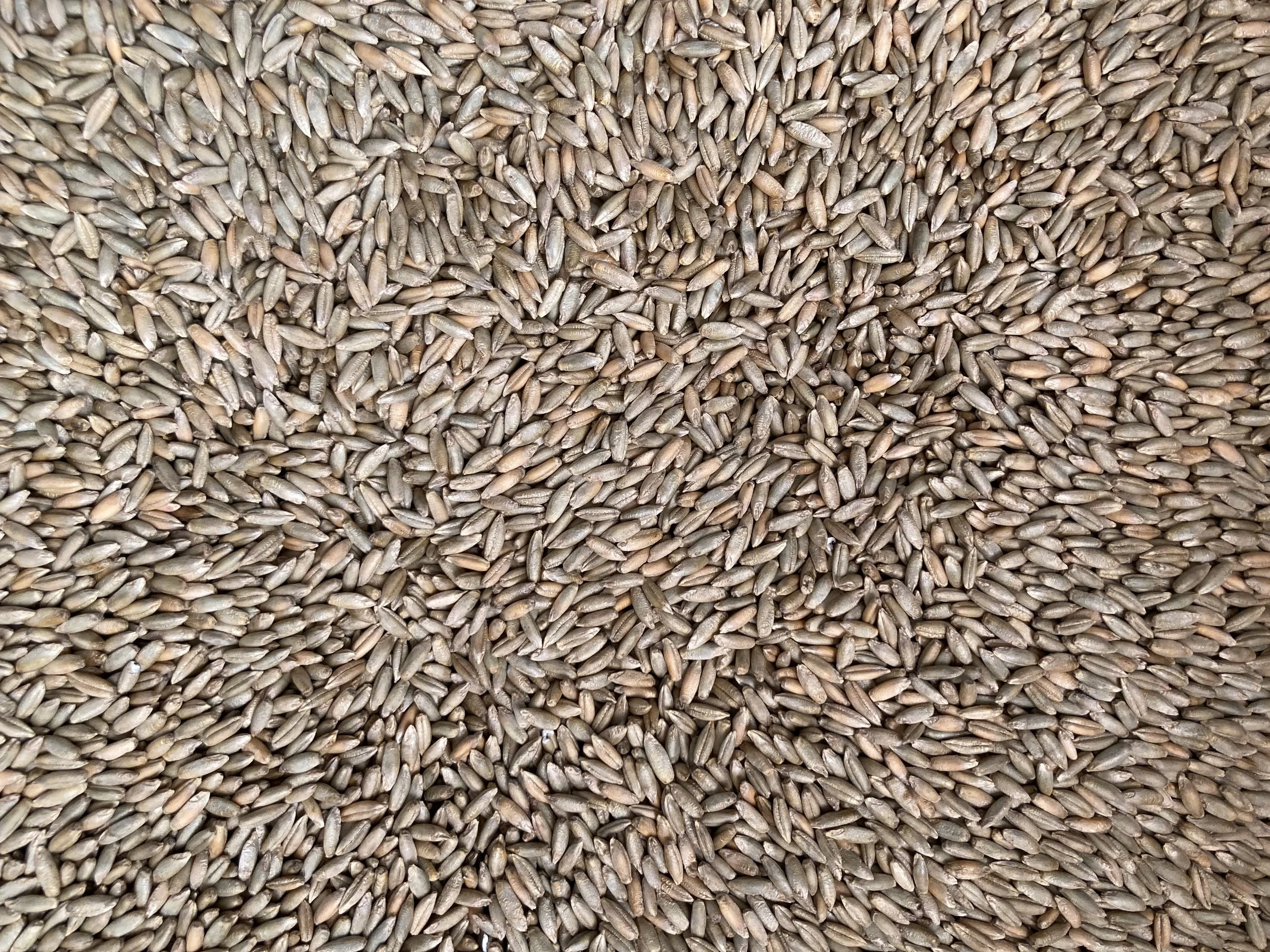 Contact 1 — wild lab bakery