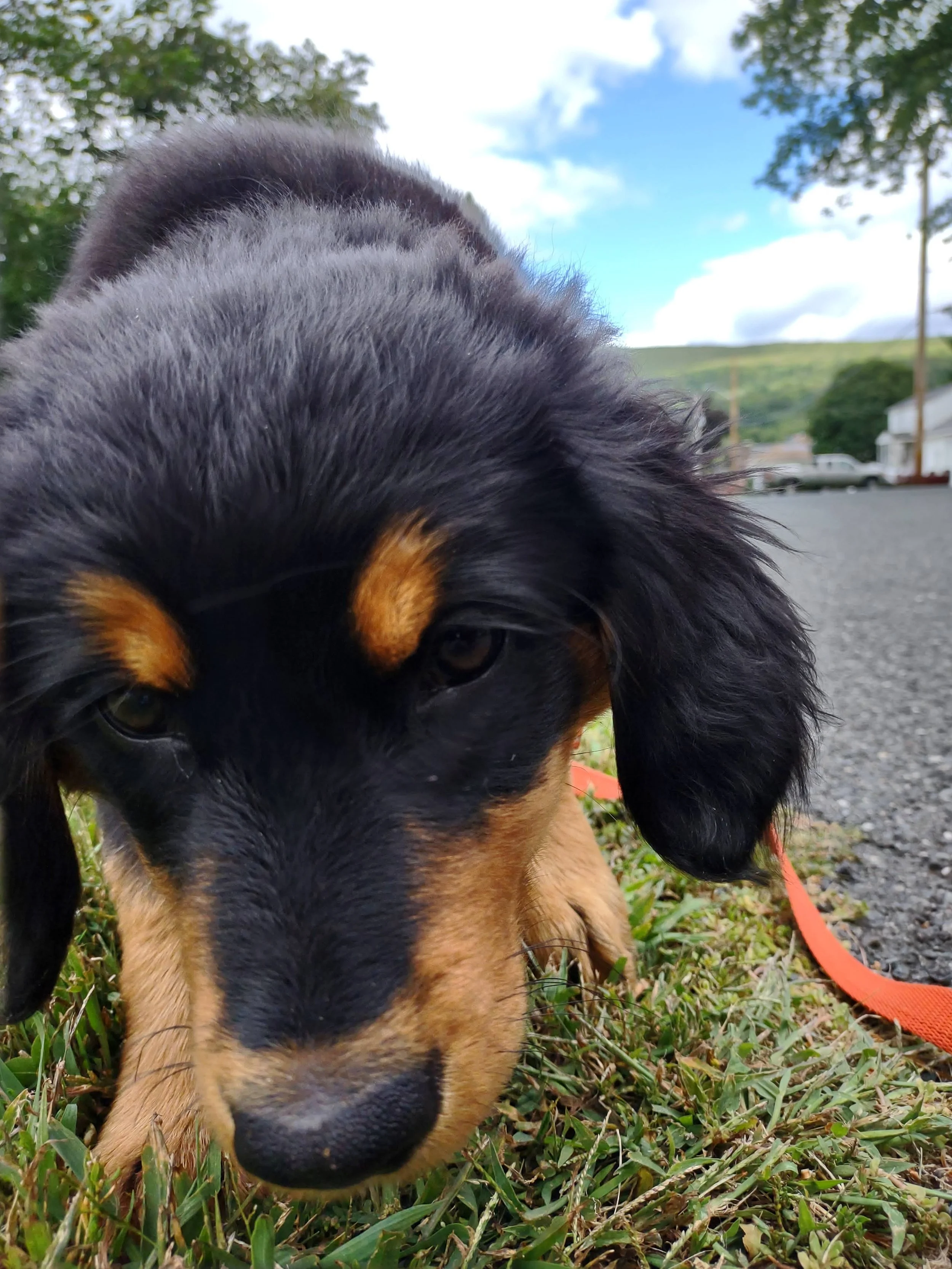 Calm a Hyper Dog With Sniffaries — Berkshire Pup People