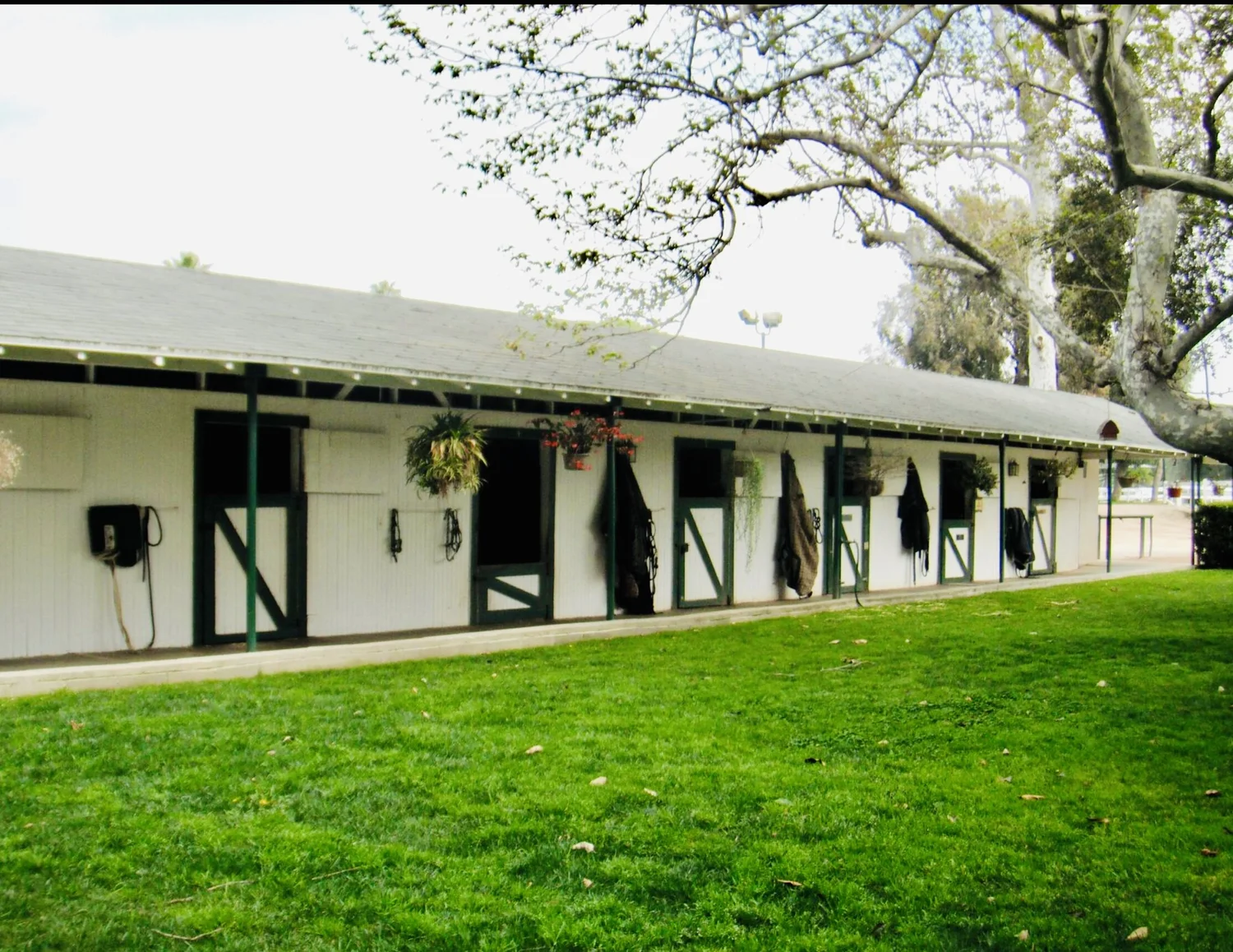 The Paddock Riding Club