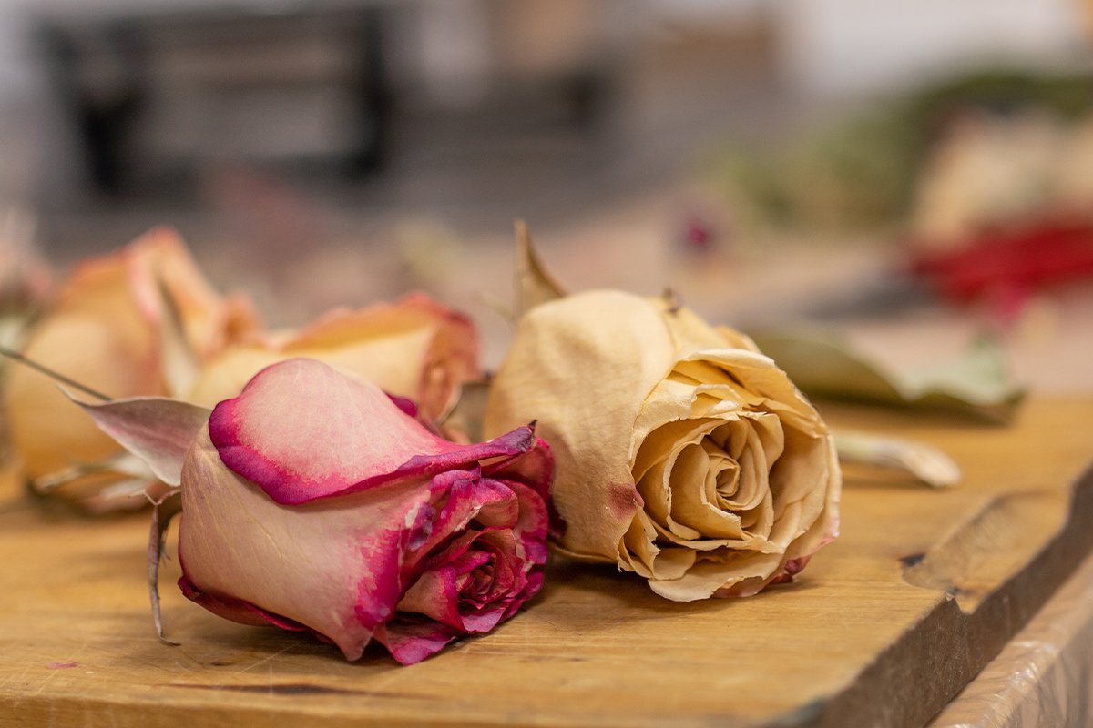 Freeze Drying — Beija Flor