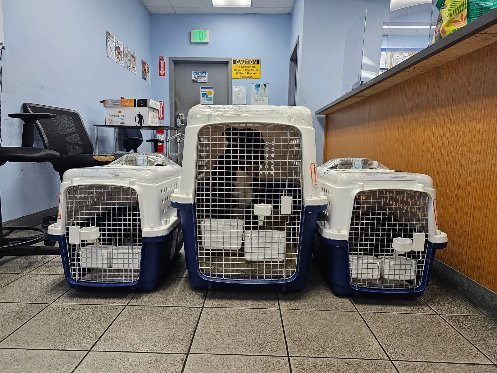 PET SHIPPING SERVICES — PET SERVICES