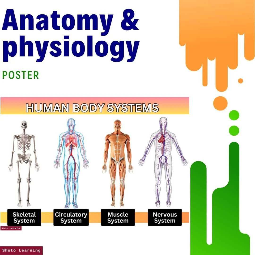 Human Biology Explorers: Anatomy & Physiology Lesson Plan