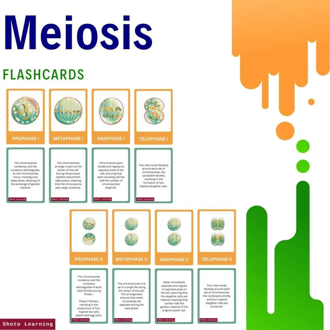 Meiosis Process Poster – Visual Cell Division Guide | PDF Download