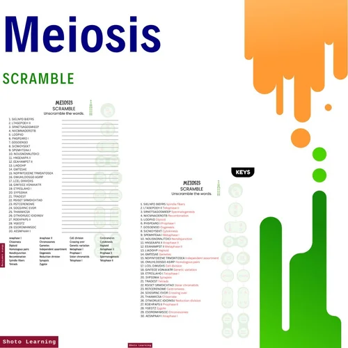 Meiosis Process Poster – Visual Cell Division Guide | PDF Download